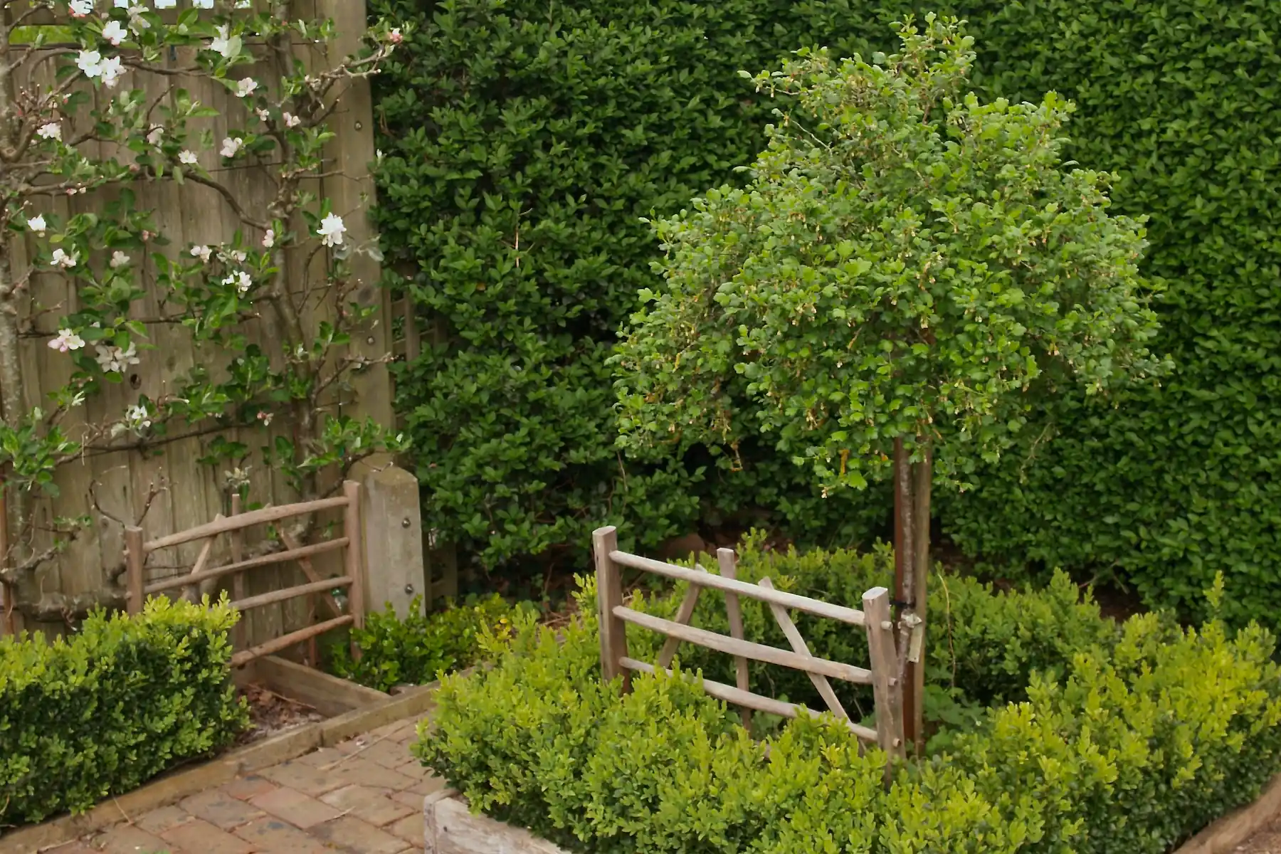 Gooseberry Hedges Invicta Green Gooseberry Bush| Ribes Uva Crispa