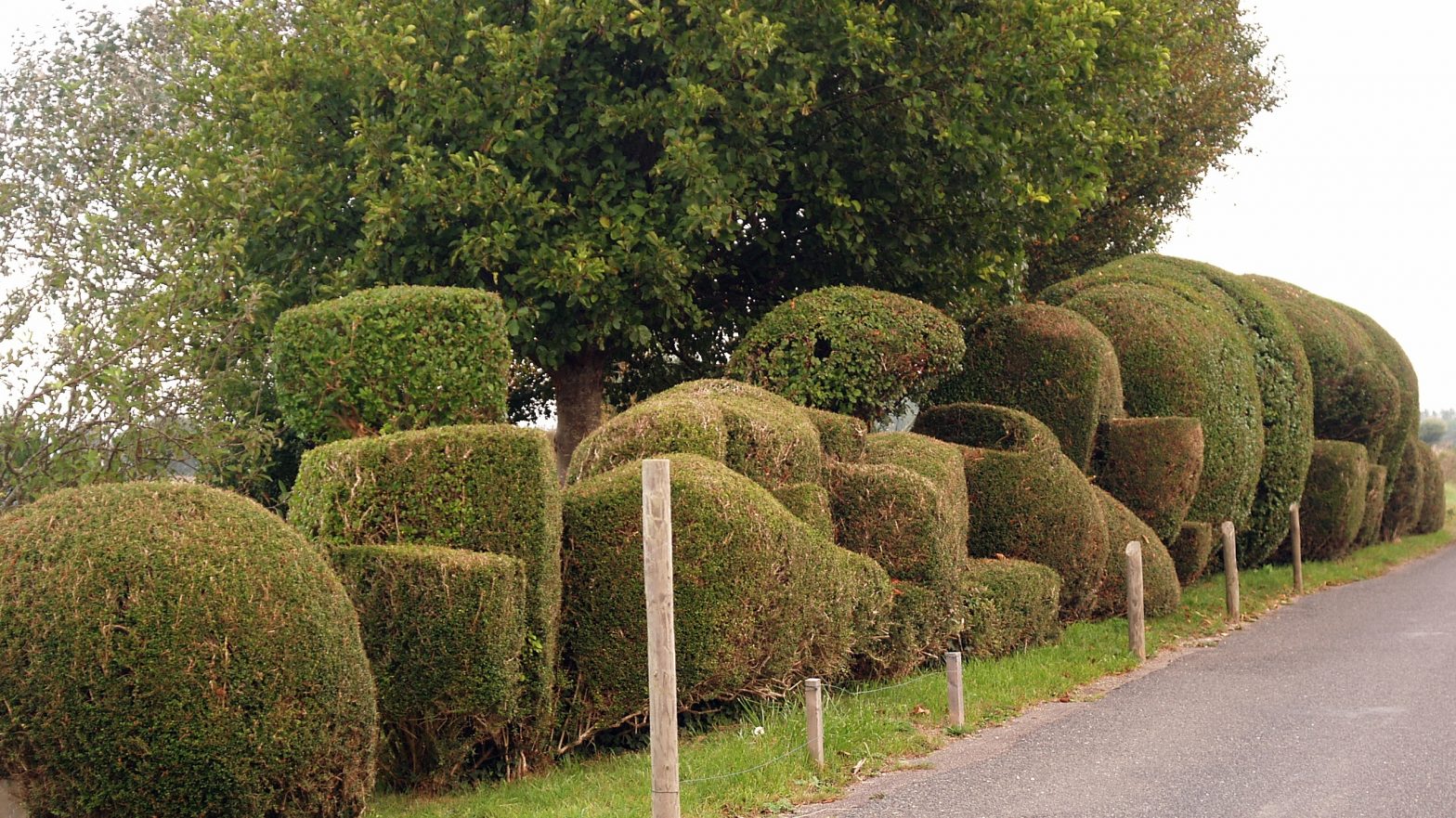 Cloud pruned hedges & topiary fun – Herbidacious