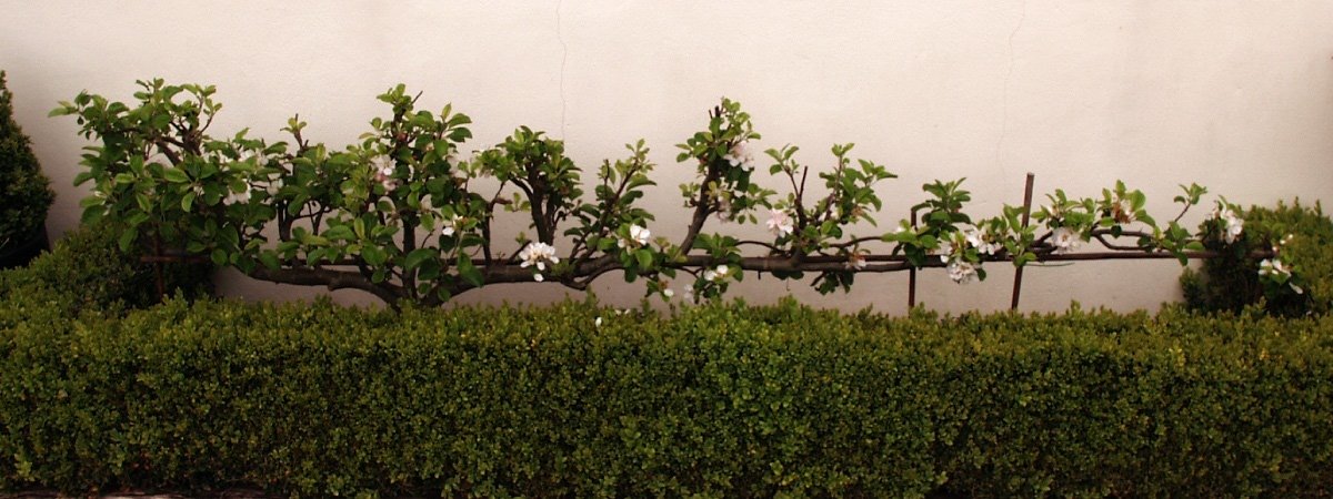 Trained Forms Index – Herbidacious