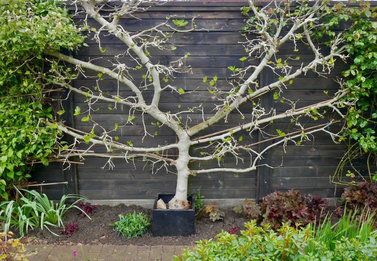 Fan Trained Fig – Brown Turkey – Herbidacious