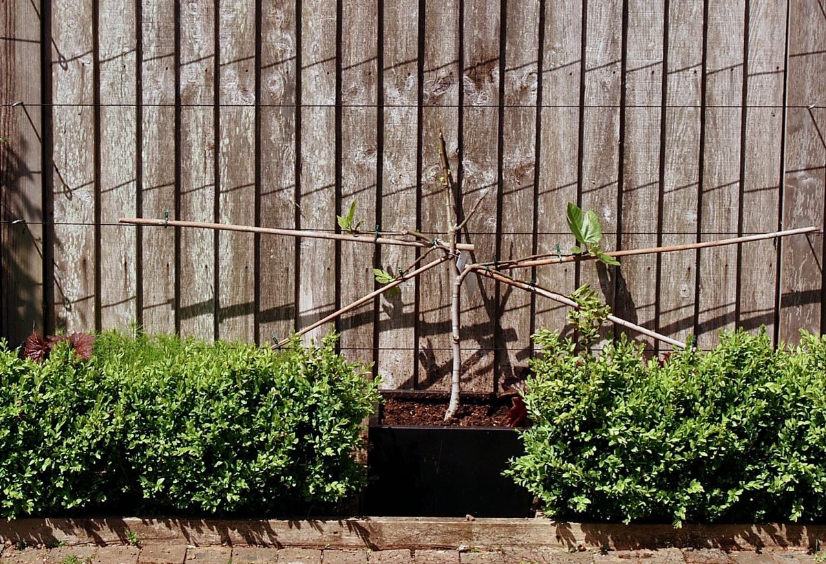 Fan Trained Fig – Brown Turkey – Herbidacious