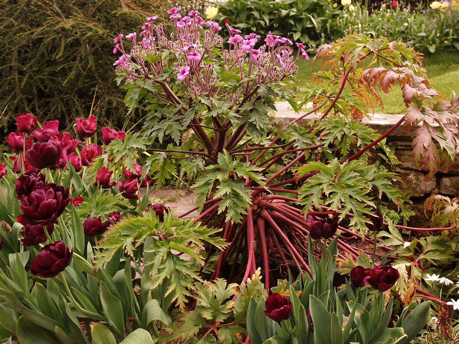 Visiting Great Dixter – Herbidacious