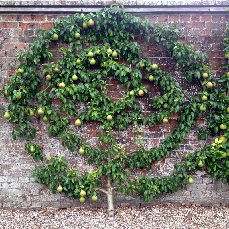 Trained fruit at West Dean Gardens – Herbidacious