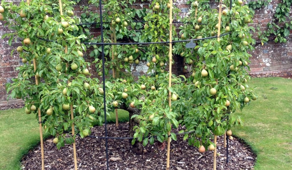 Trained fruit at West Dean Gardens – Herbidacious