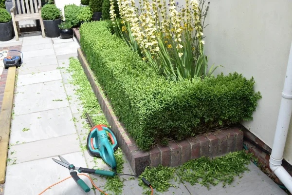 How to prune dwarf box hedging – Herbidacious