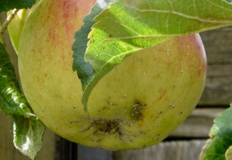 Dealing with Mussel Scale infestations on an apple tree – Herbidacious