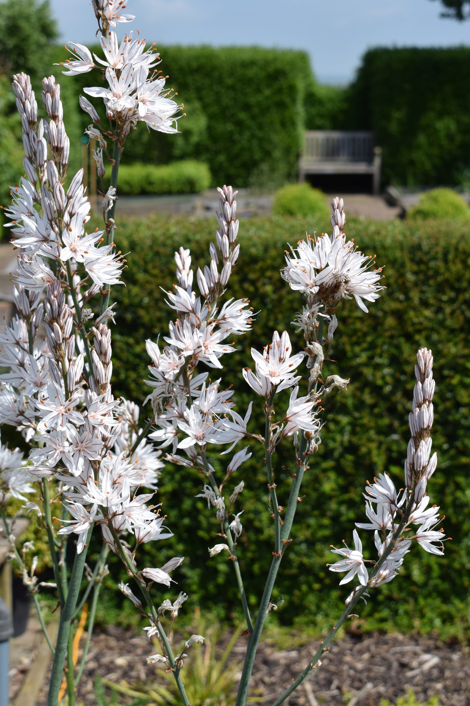 White Asphodel – Herbidacious
