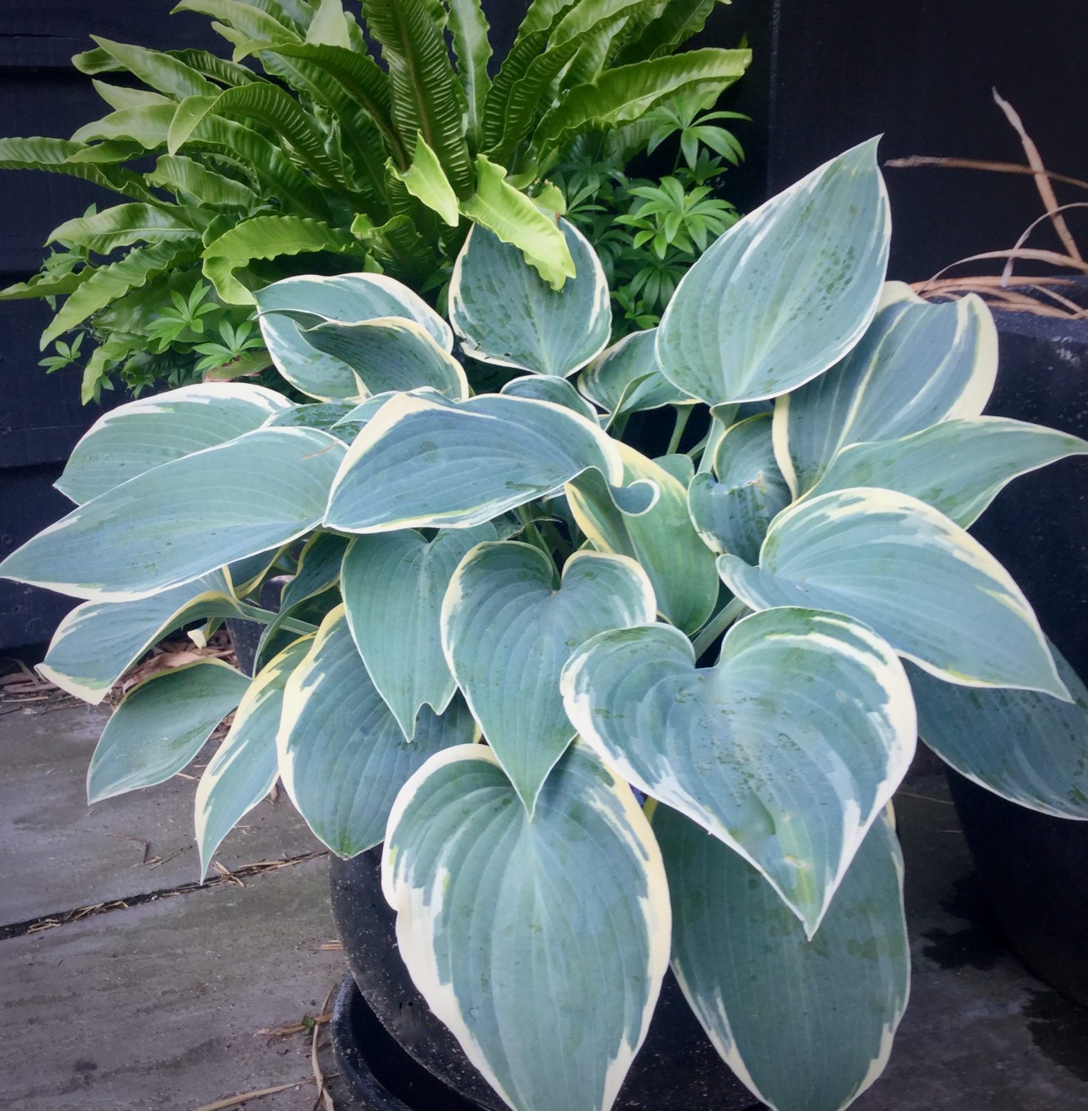 Five Hostas – Herbidacious