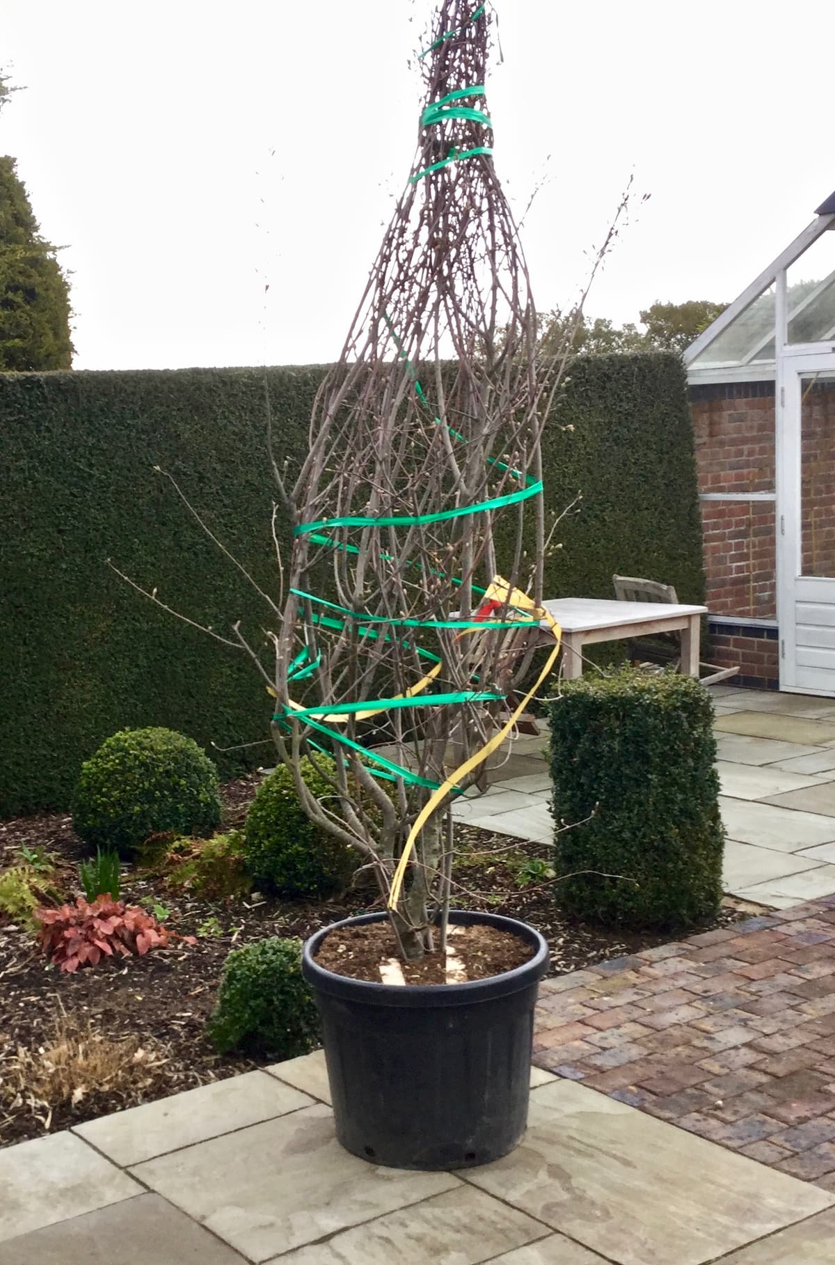 Small Tree – Snowy Mespilus or Juneberry (amelanchier Lamarckii ...