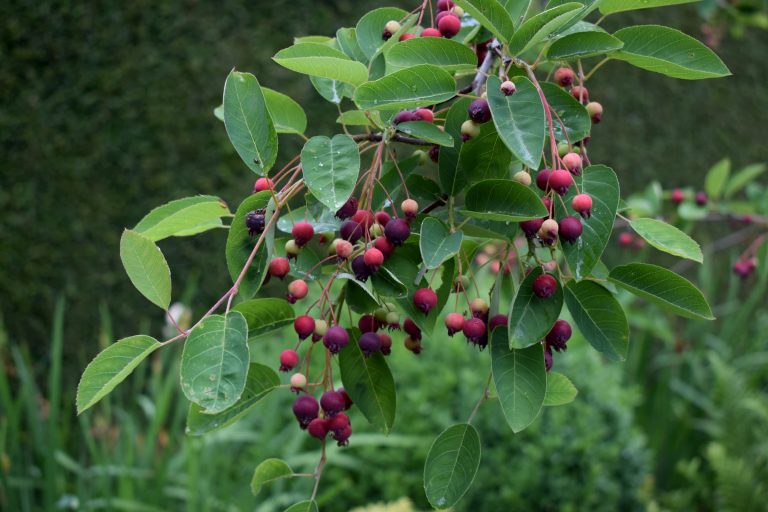 Small Tree – Snowy Mespilus or Juneberry (amelanchier Lamarckii ...