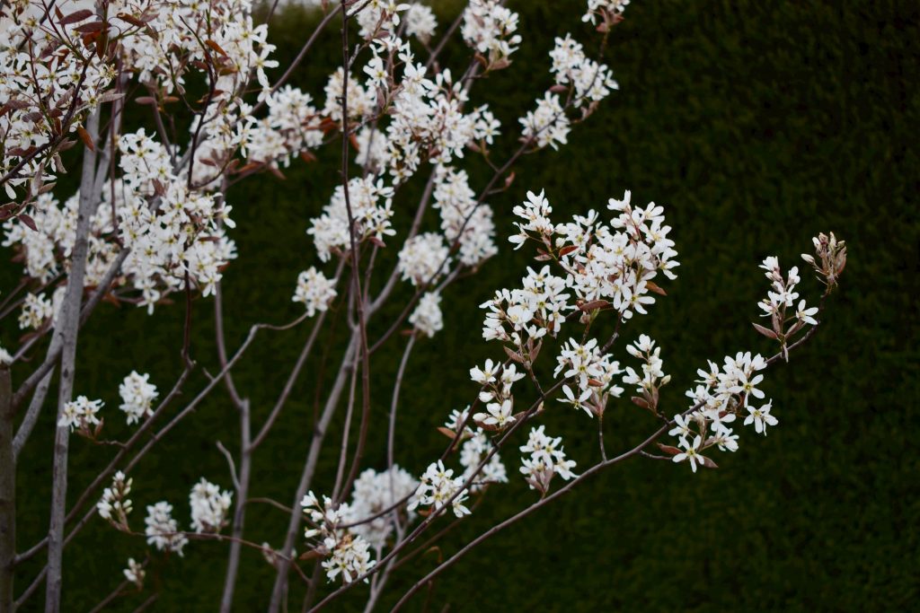 Small Tree – Snowy Mespilus or Juneberry (amelanchier Lamarckii ...