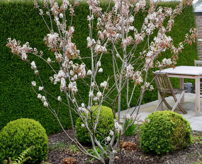 Small Tree – Snowy Mespilus or Juneberry (amelanchier Lamarckii ...