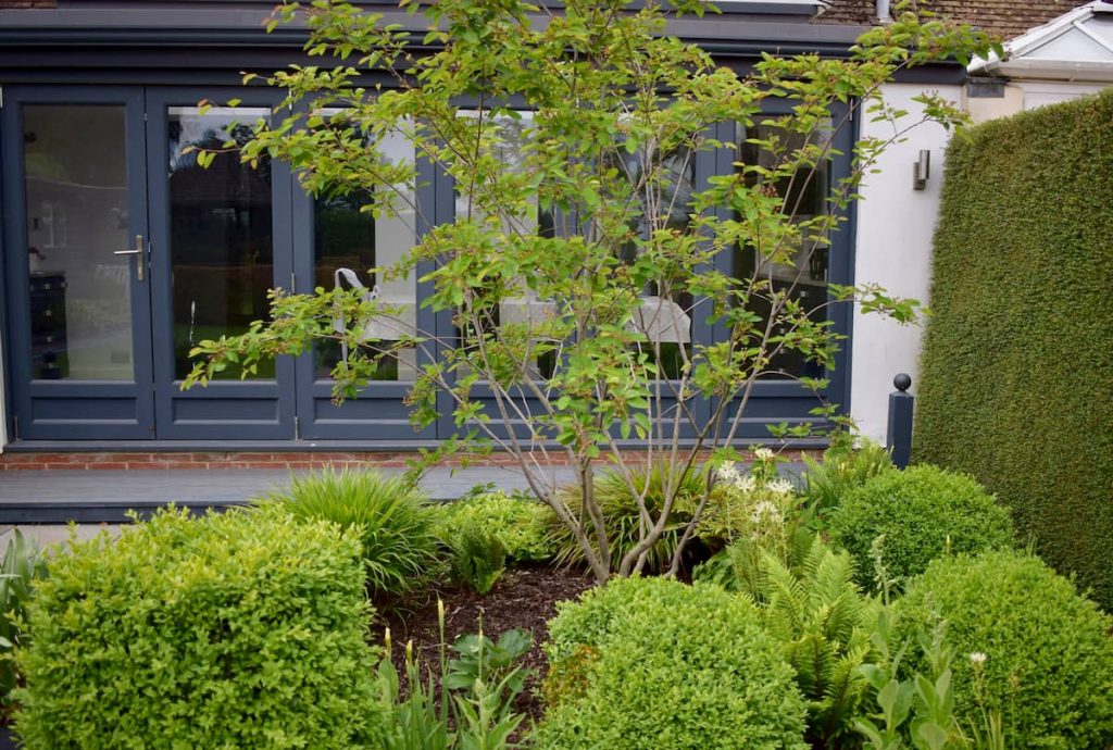 Small Tree – Snowy Mespilus or Juneberry (amelanchier Lamarckii ...