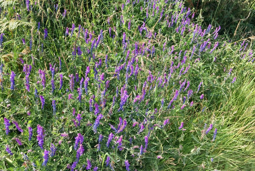 Cow Vetch – Herbidacious