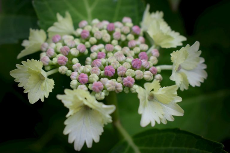 Three Fantastic White Hydrangeas – Herbidacious