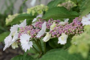 Three Fantastic White Hydrangeas – Herbidacious