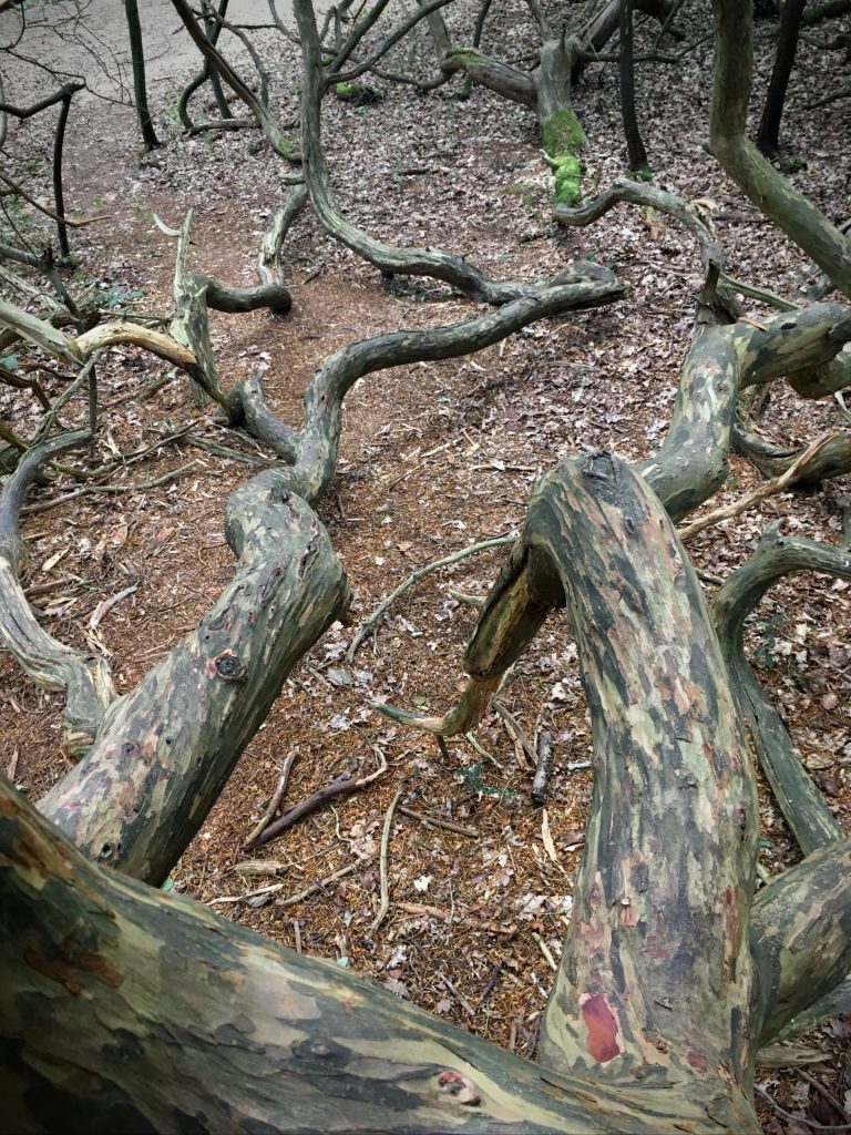 Ancient Yew Trees of Kingley Vale, Sussex – Herbidacious