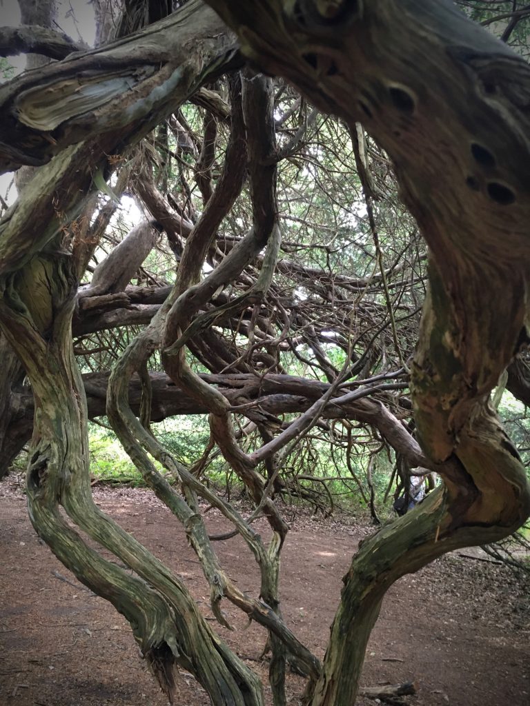 Ancient Yew Trees of Kingley Vale, Sussex – Herbidacious