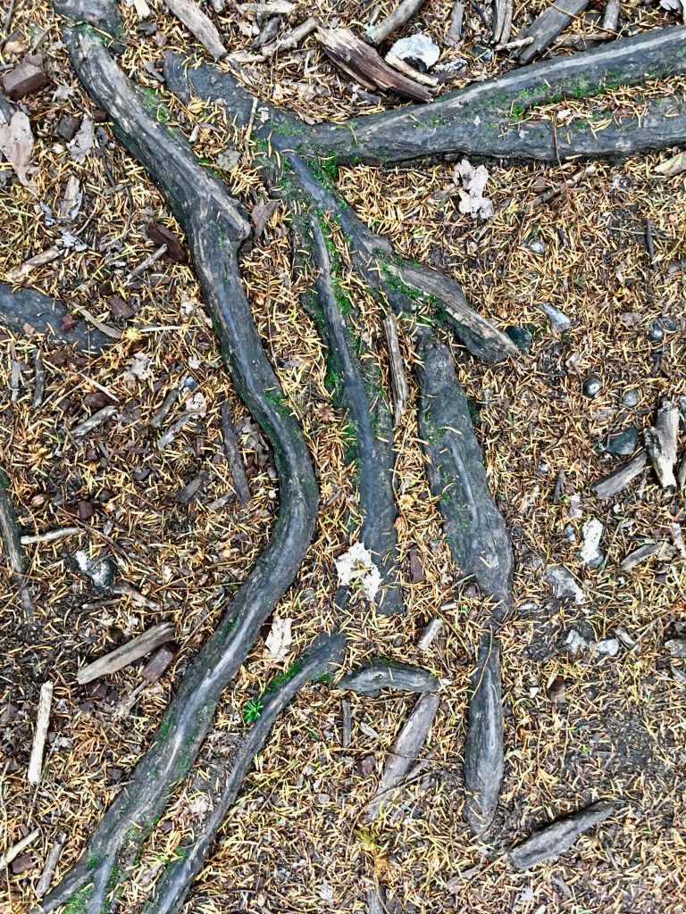 Ancient Yew Trees of Kingley Vale, Sussex – Herbidacious