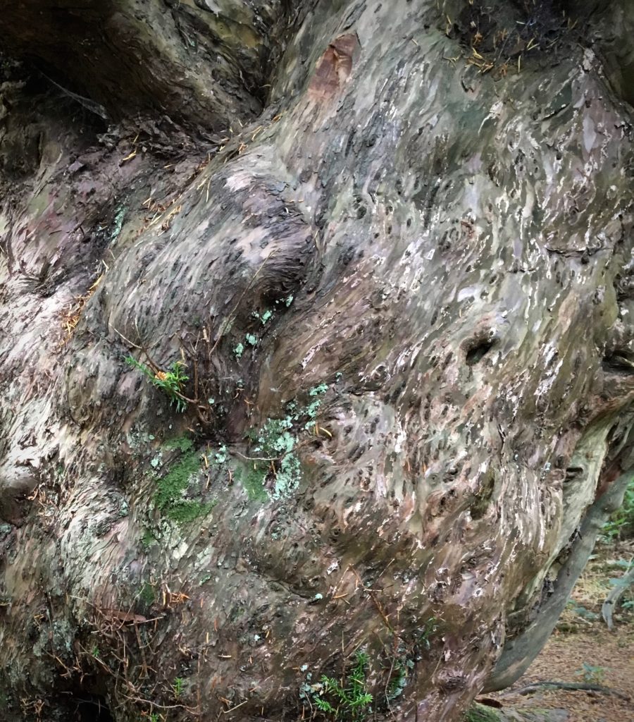 Ancient Yew Trees of Kingley Vale, Sussex – Herbidacious
