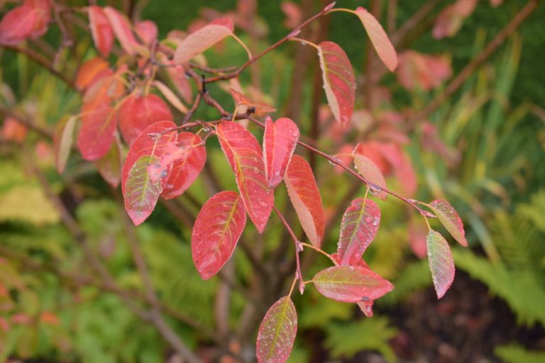 Small Tree – Snowy Mespilus or Juneberry (amelanchier Lamarckii ...