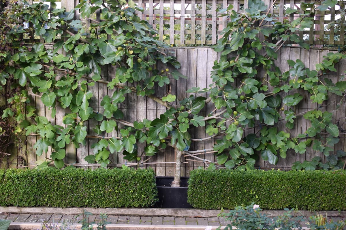 Fan Trained Fig – Brown Turkey – Herbidacious