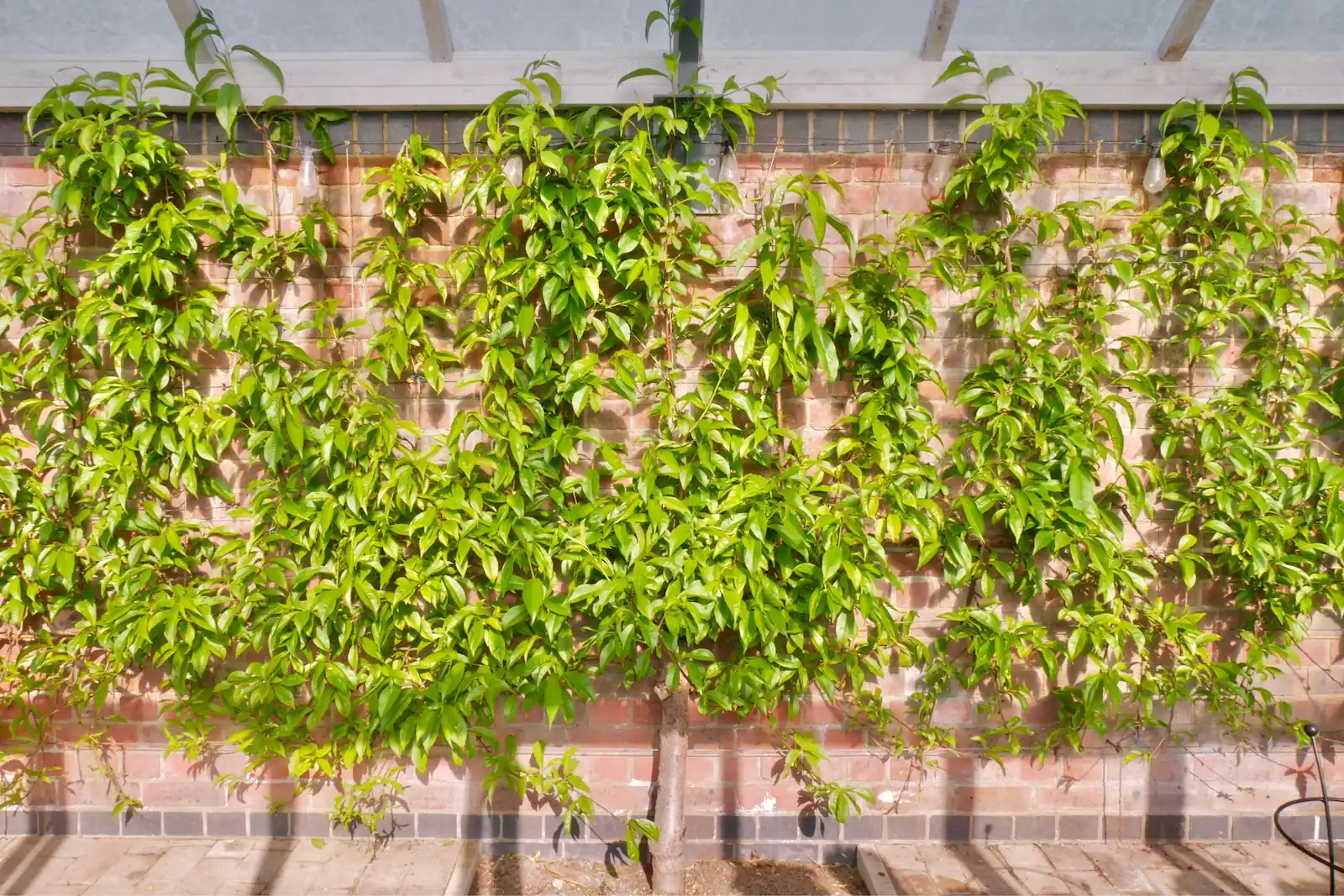 Greenhouse Peach – UFO & ABC Training – Herbidacious