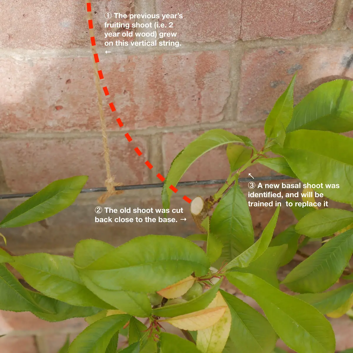 Greenhouse Peach – UFO & ABC Training – Herbidacious