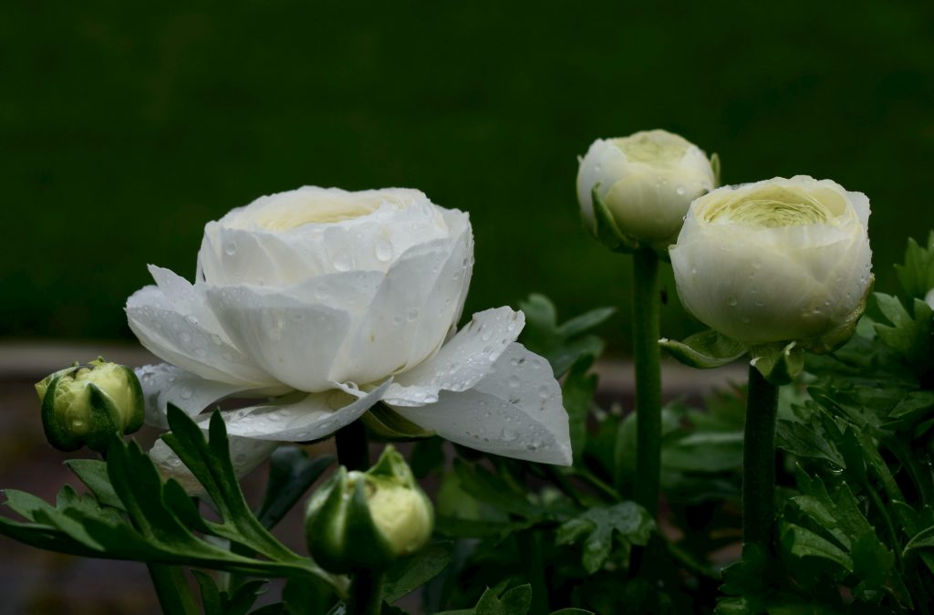 White Ranunculus – Herbidacious