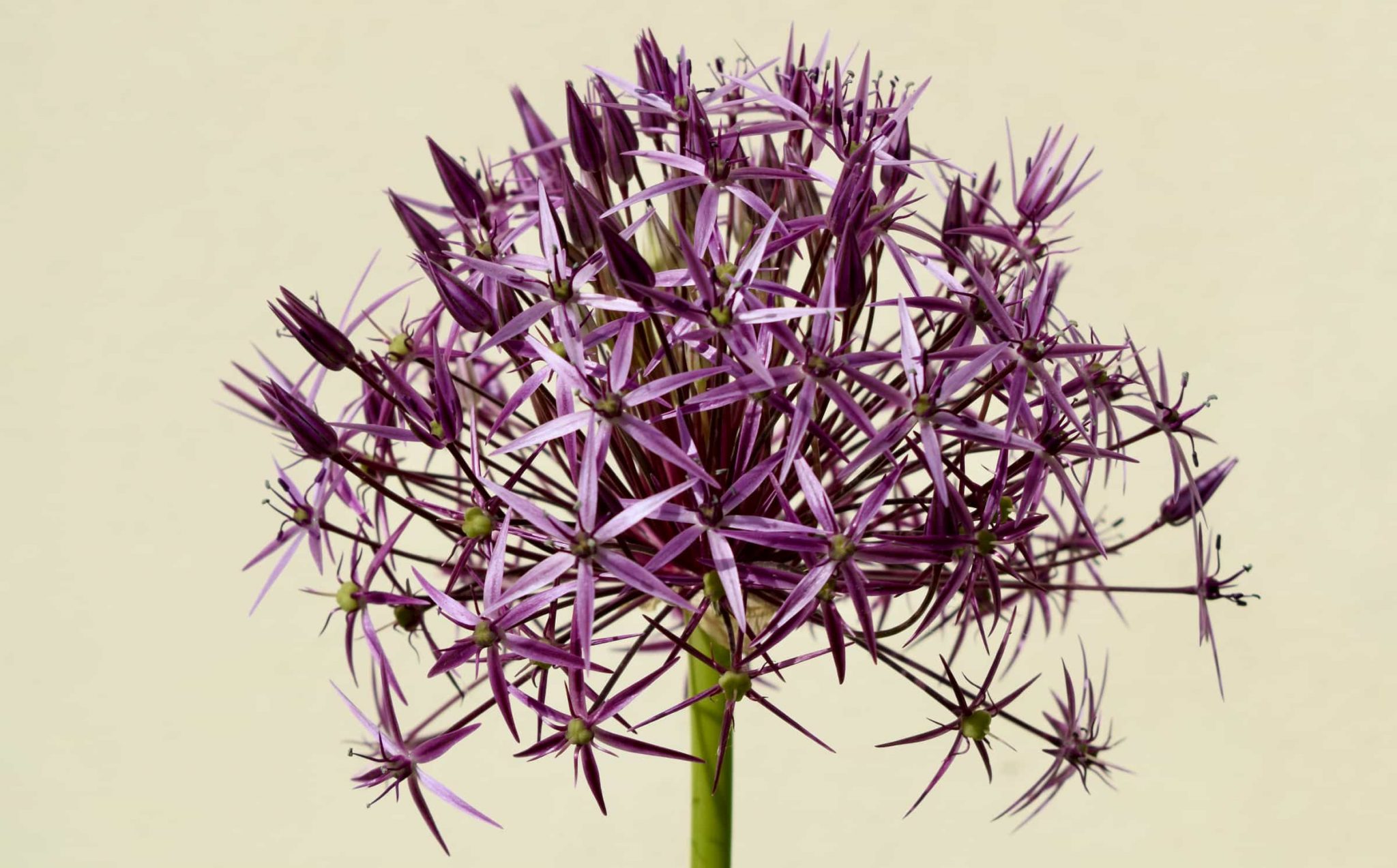 Allium christophii featured – Herbidacious
