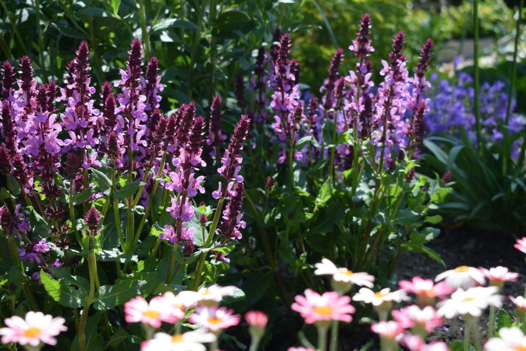 Four fantastic hardy perennial salvias – Herbidacious