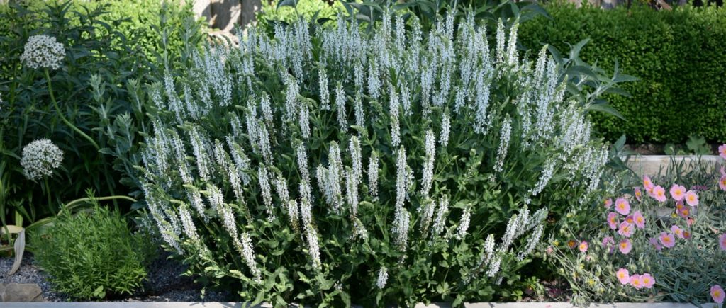 Four fantastic hardy perennial salvias – Herbidacious