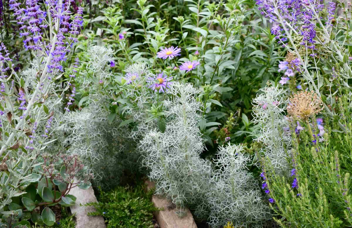 Four Artemisia varieties for Silver planting schemes – Herbidacious
