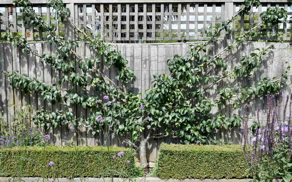 Fan Trained Pear – Herbidacious