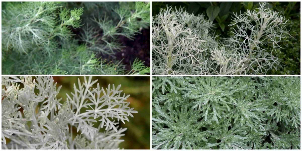 Four Artemisia varieties for Silver planting schemes – Herbidacious
