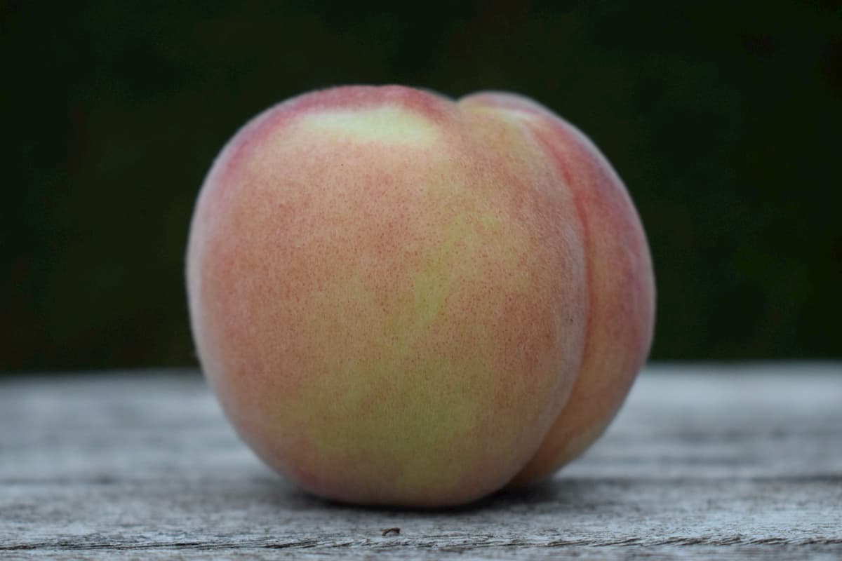 Fan Training a Greenhouse Peach – Herbidacious