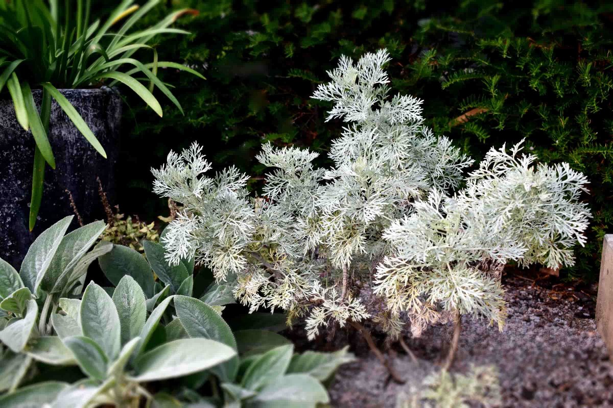 Four Artemisia varieties for Silver planting schemes – Herbidacious