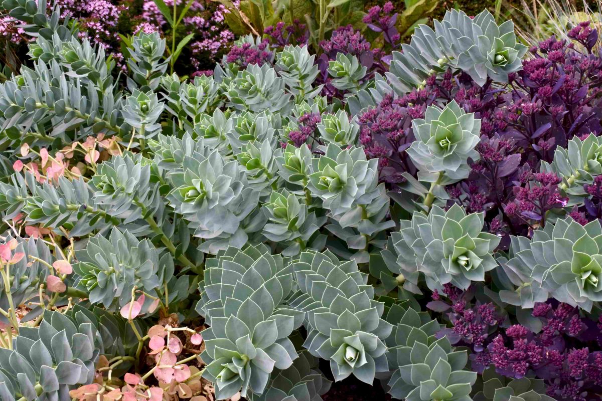 Myrtle spurge (Euphorbia myrsinites)throughout the year – Herbidacious