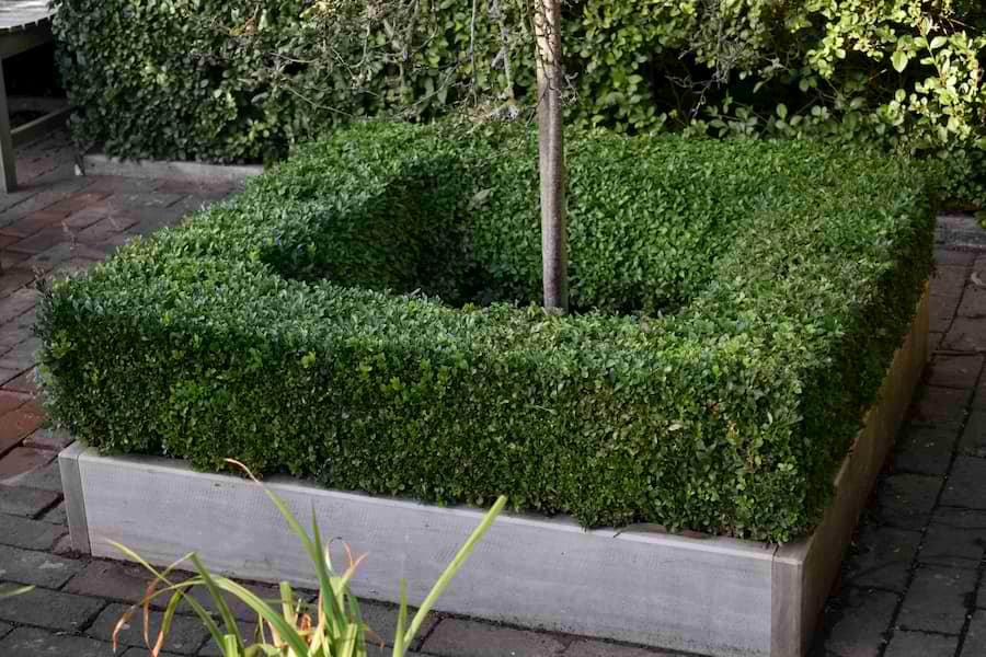 Is this the end of Garden box? – Herbidacious