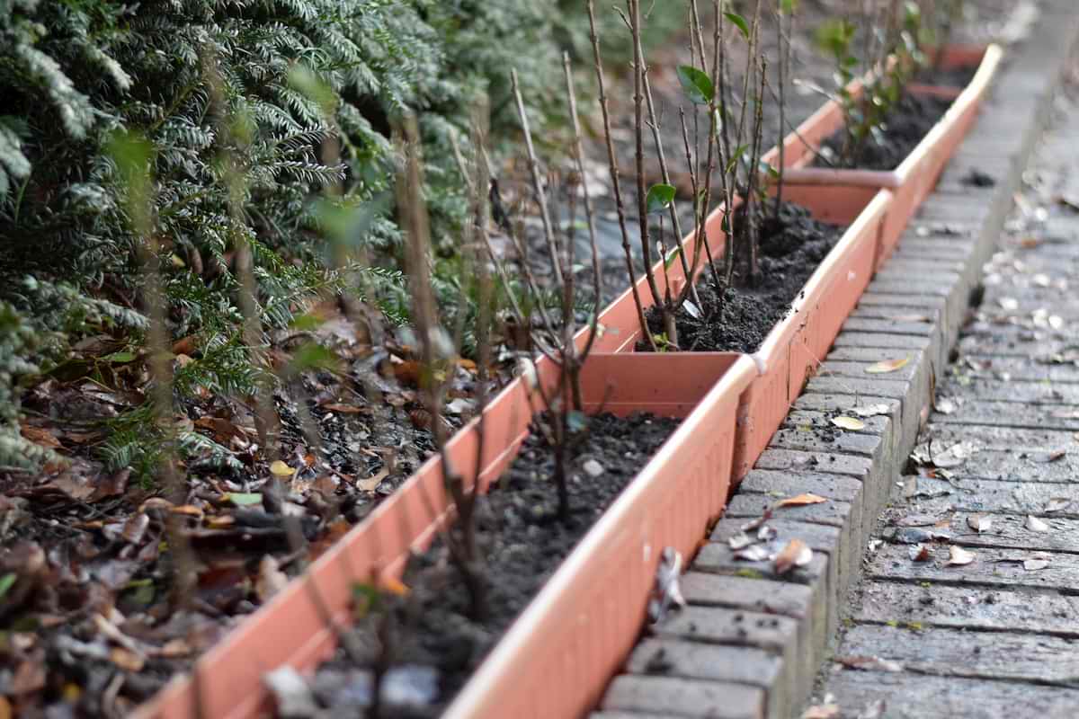 Now’s the time to plant bare-root hedging – Herbidacious