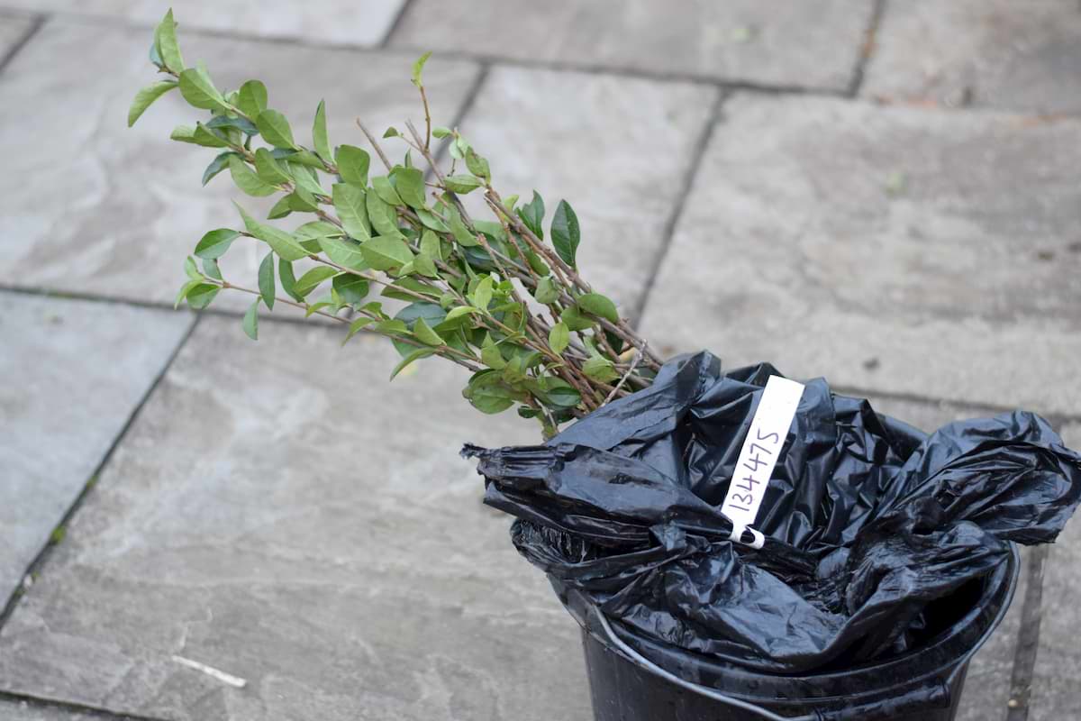 Now’s the time to plant bare-root hedging – Herbidacious