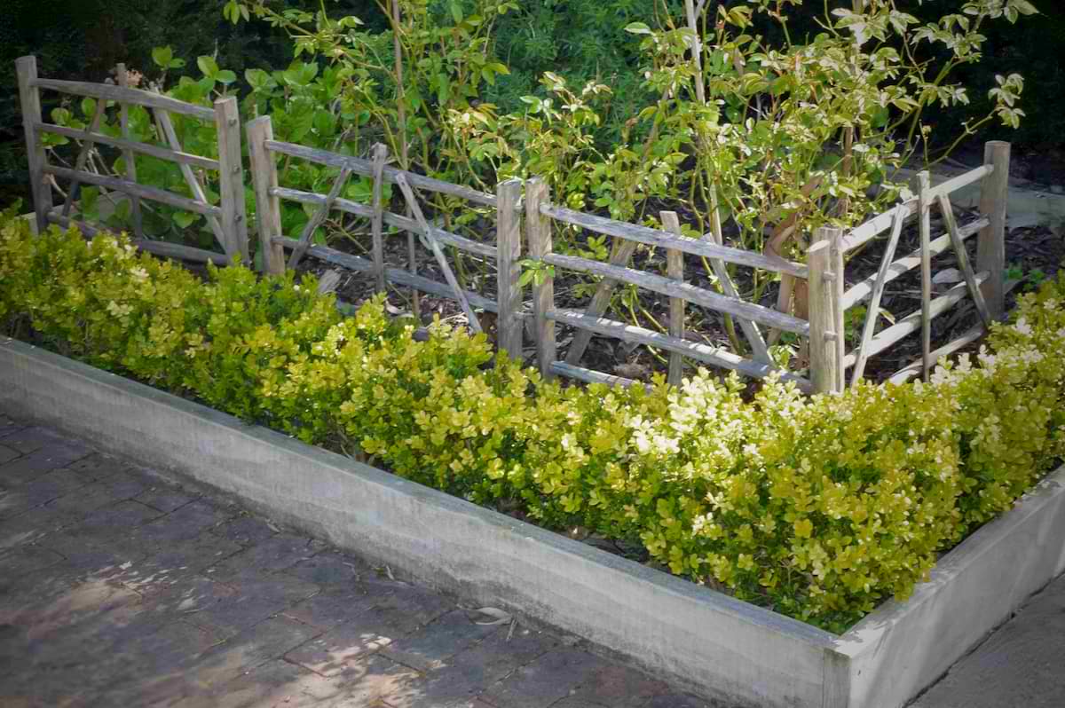 Now’s the time to plant bare-root hedging – Herbidacious