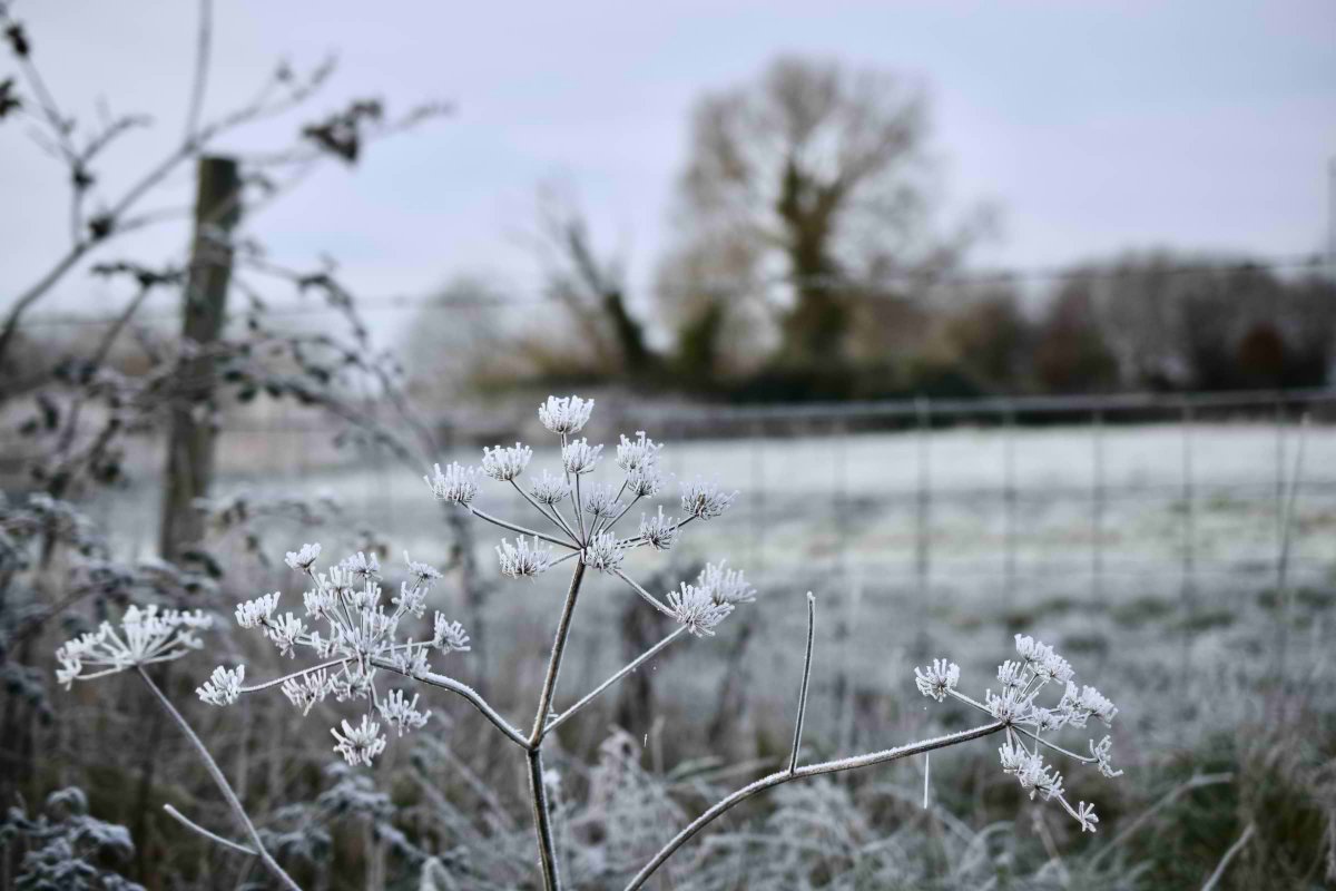 A Winter Homage to Finlay and Frosts – Herbidacious