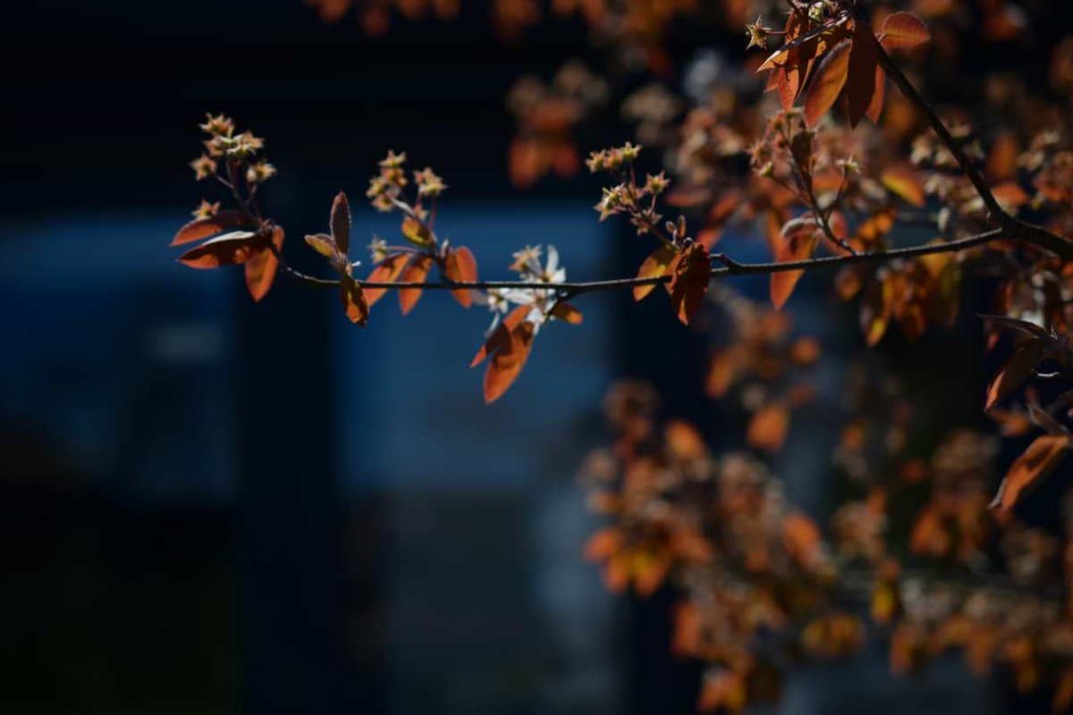 Small Tree – Snowy Mespilus or Juneberry (amelanchier Lamarckii ...