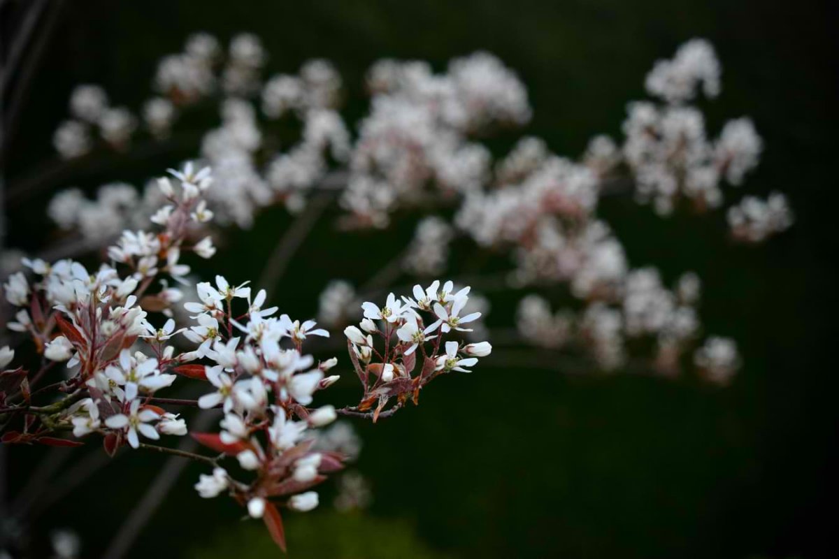 Small Tree – Snowy Mespilus or Juneberry (amelanchier Lamarckii ...