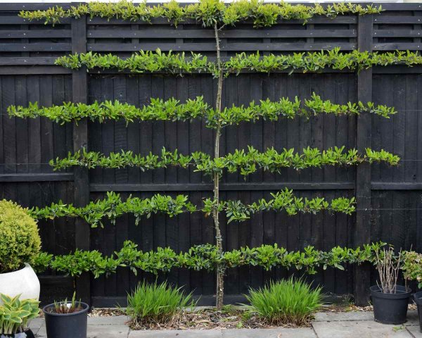 The Best Trees and Shrubs for Espalier Training – Herbidacious