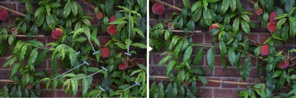 Fan Training a Greenhouse Peach – Herbidacious