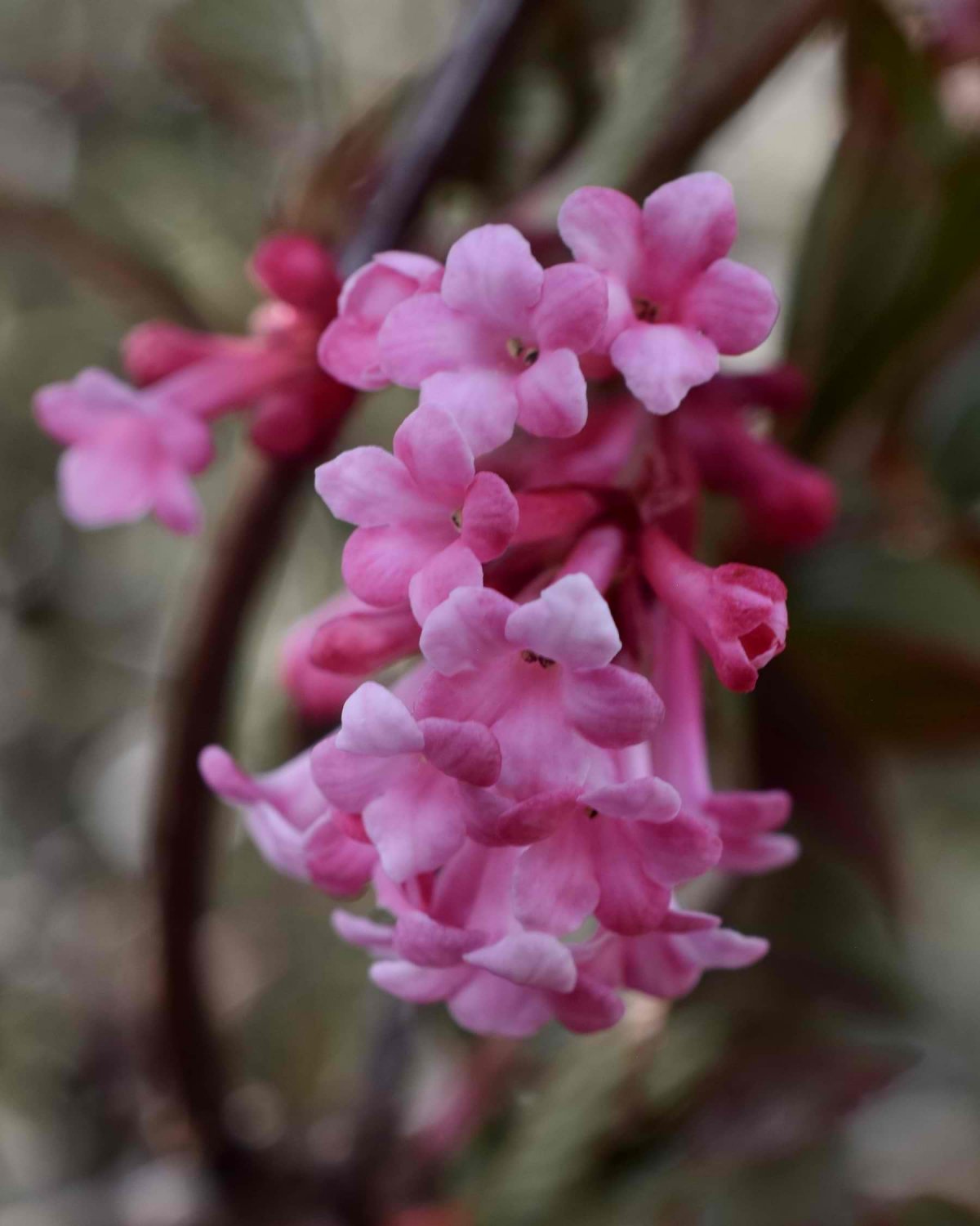 6 Super-long-flowering plants – Herbidacious