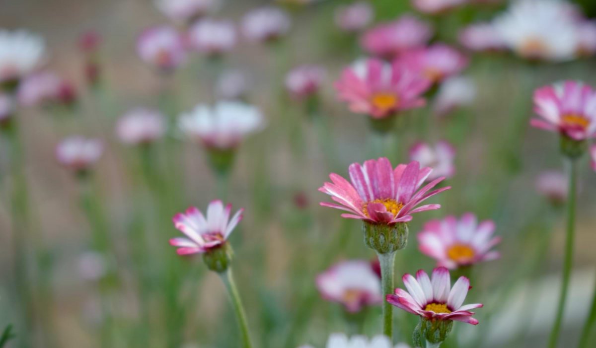6 Super-long-flowering plants – Herbidacious