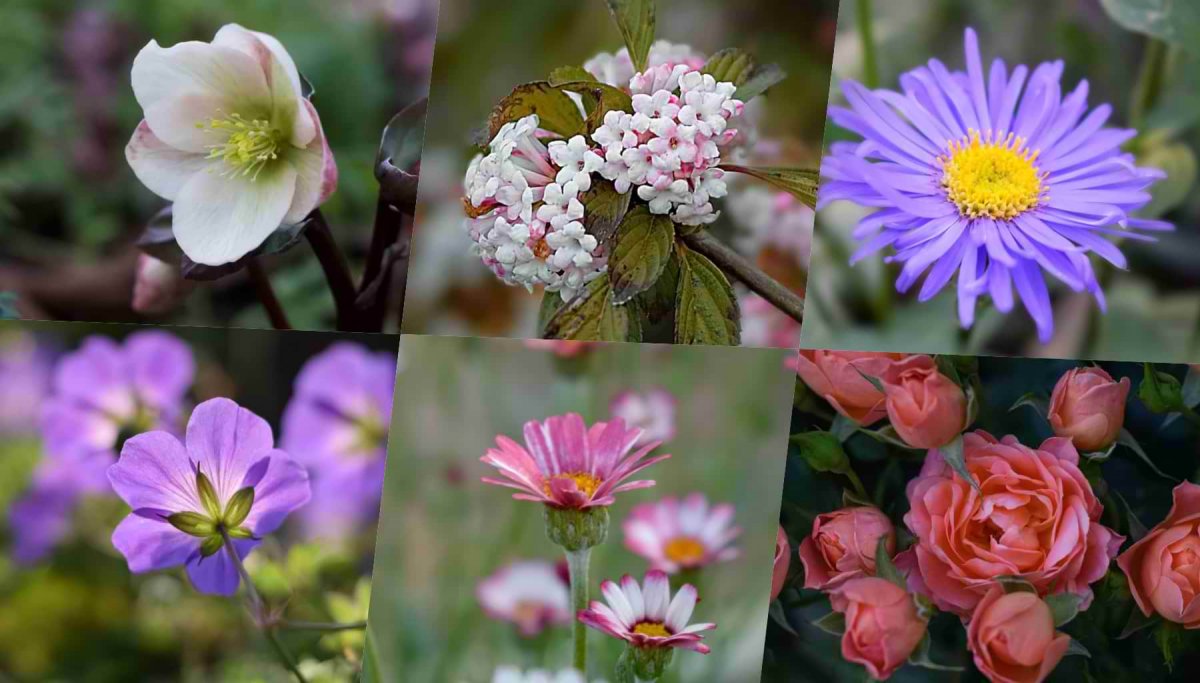 6 Super-long-flowering plants – Herbidacious
